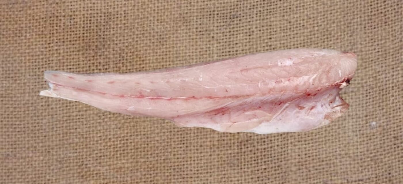 Kothi Fish - 1kg to 2kg - Shark Fresh Foods