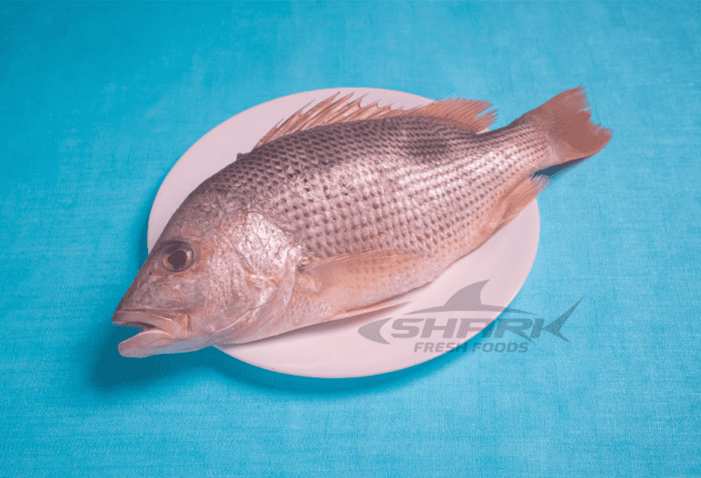 Red Snapper/Tam (L) - Whole - Shark Fresh Foods